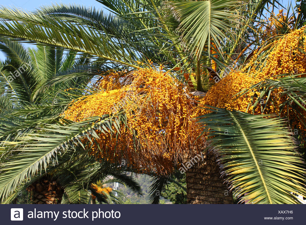 Seeds Palm Tree Orange Fruit High Resolution Stock Photography and ...