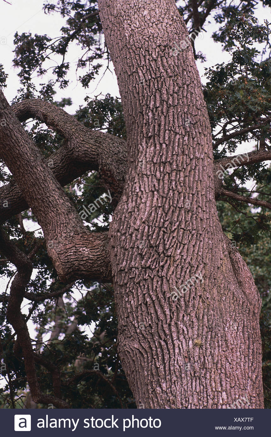 Quercus Garryana Tree Branches High Resolution Stock Photography and ...
