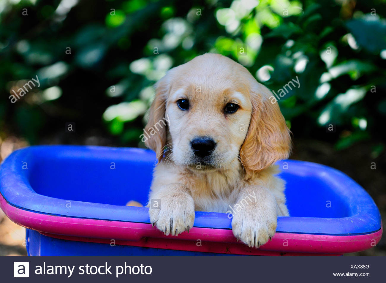 8 Week Puppy High Resolution Stock Photography and Images - Alamy