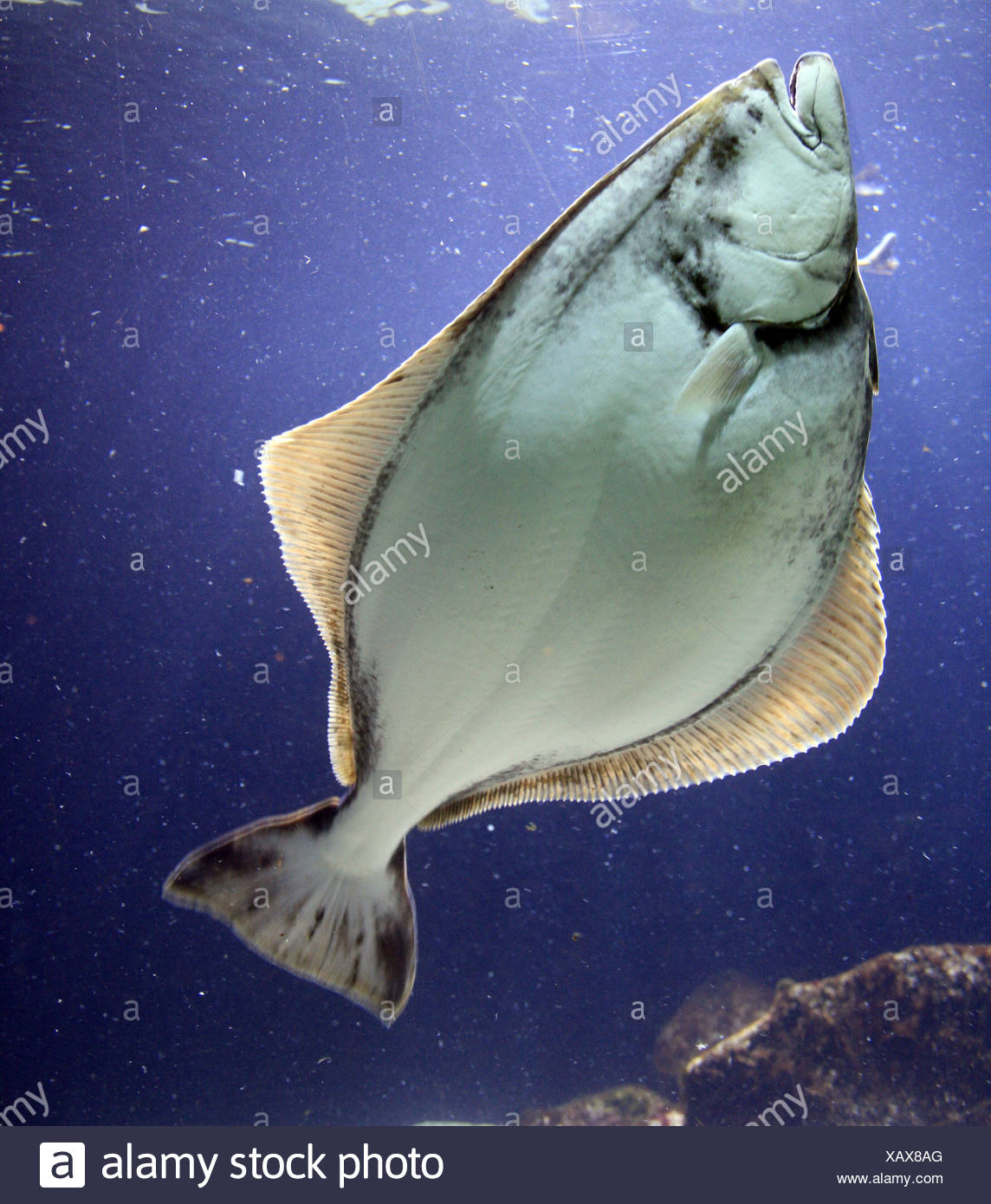 Halibut Stock Photos & Halibut Stock Images - Alamy