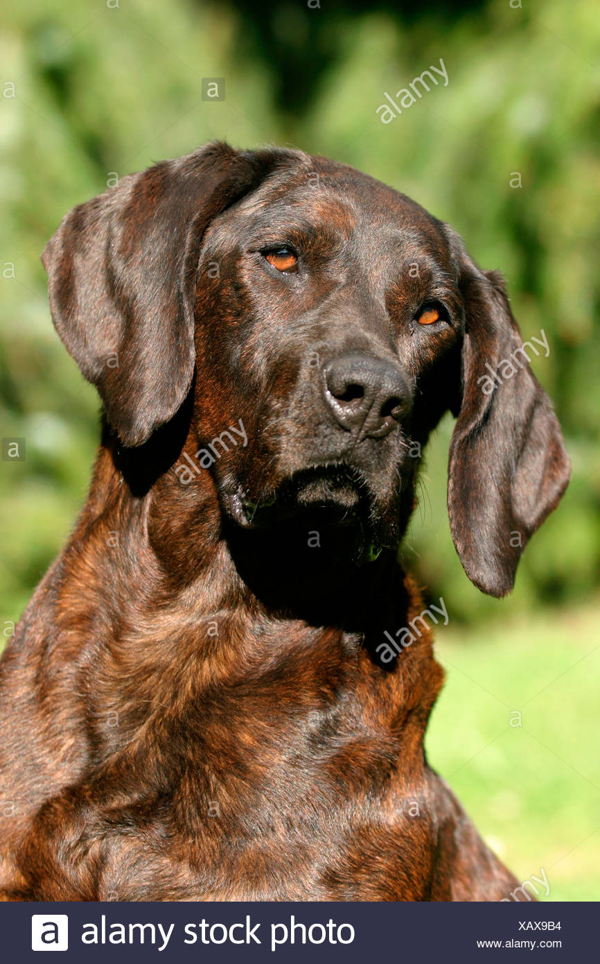 Hannoverscher High Resolution Stock Photography and Images - Alamy