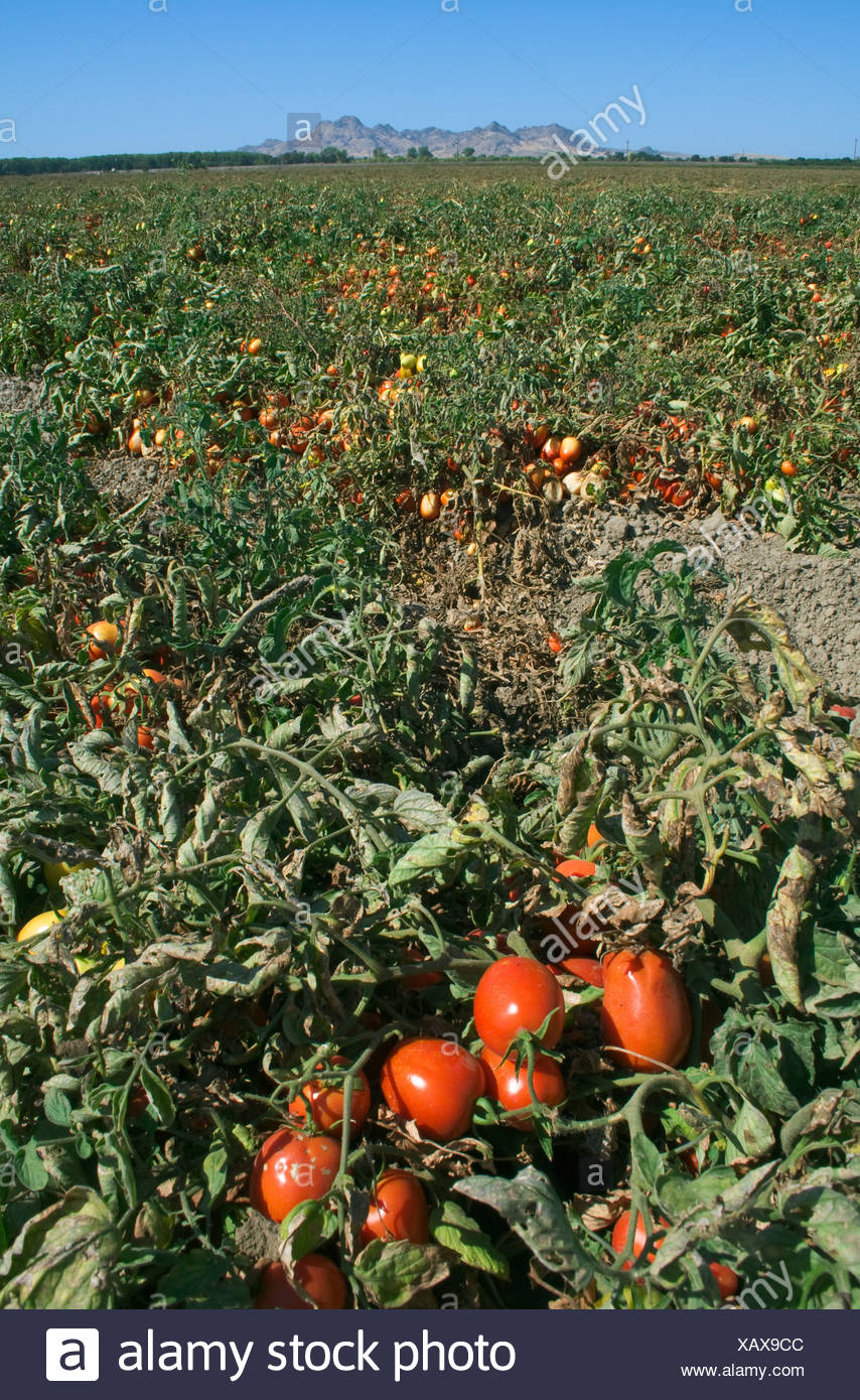 Tomato Field High Resolution Stock Photography and Images - Alamy