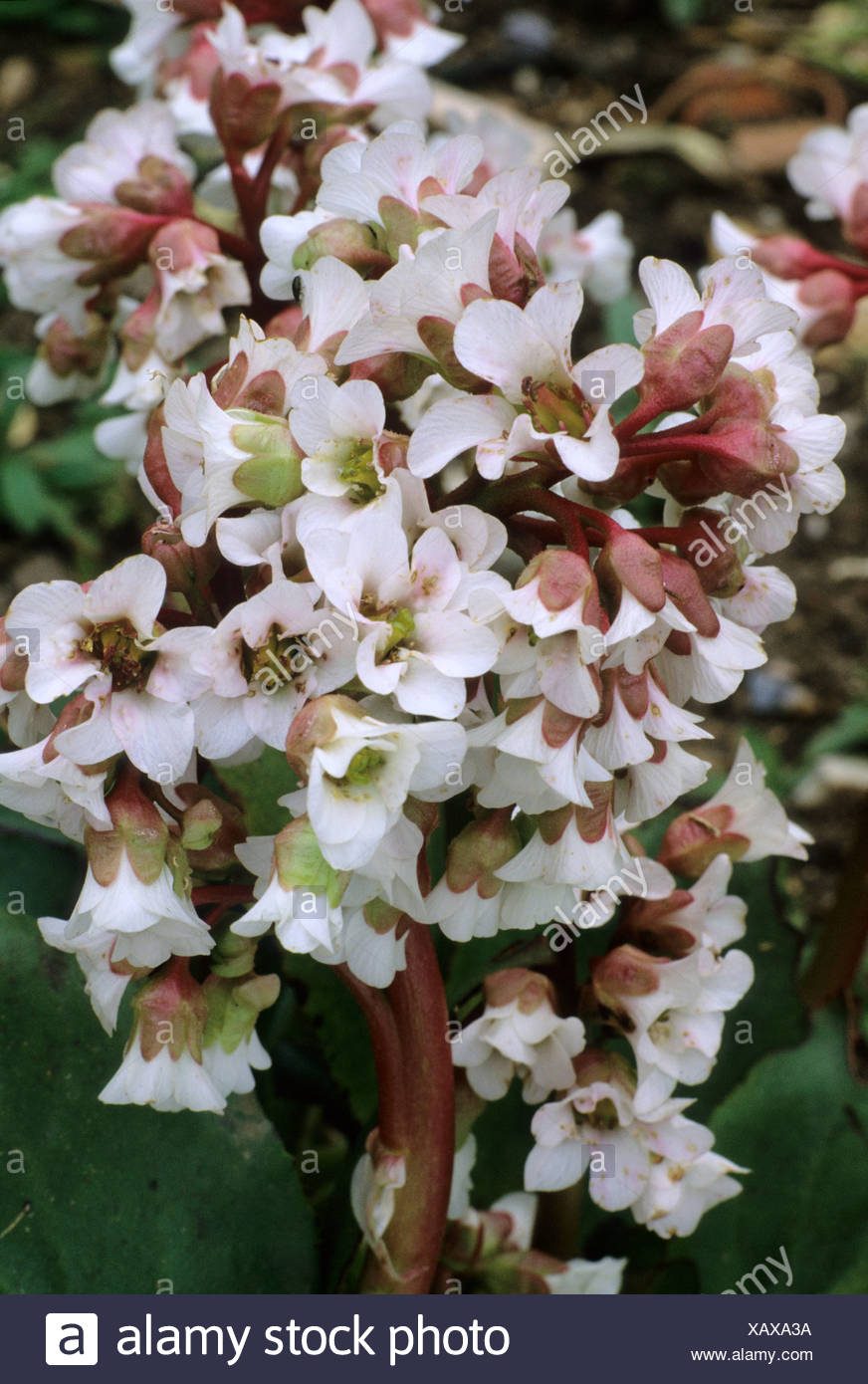 ‘bressingham White’ High Resolution Stock Photography and Images - Alamy