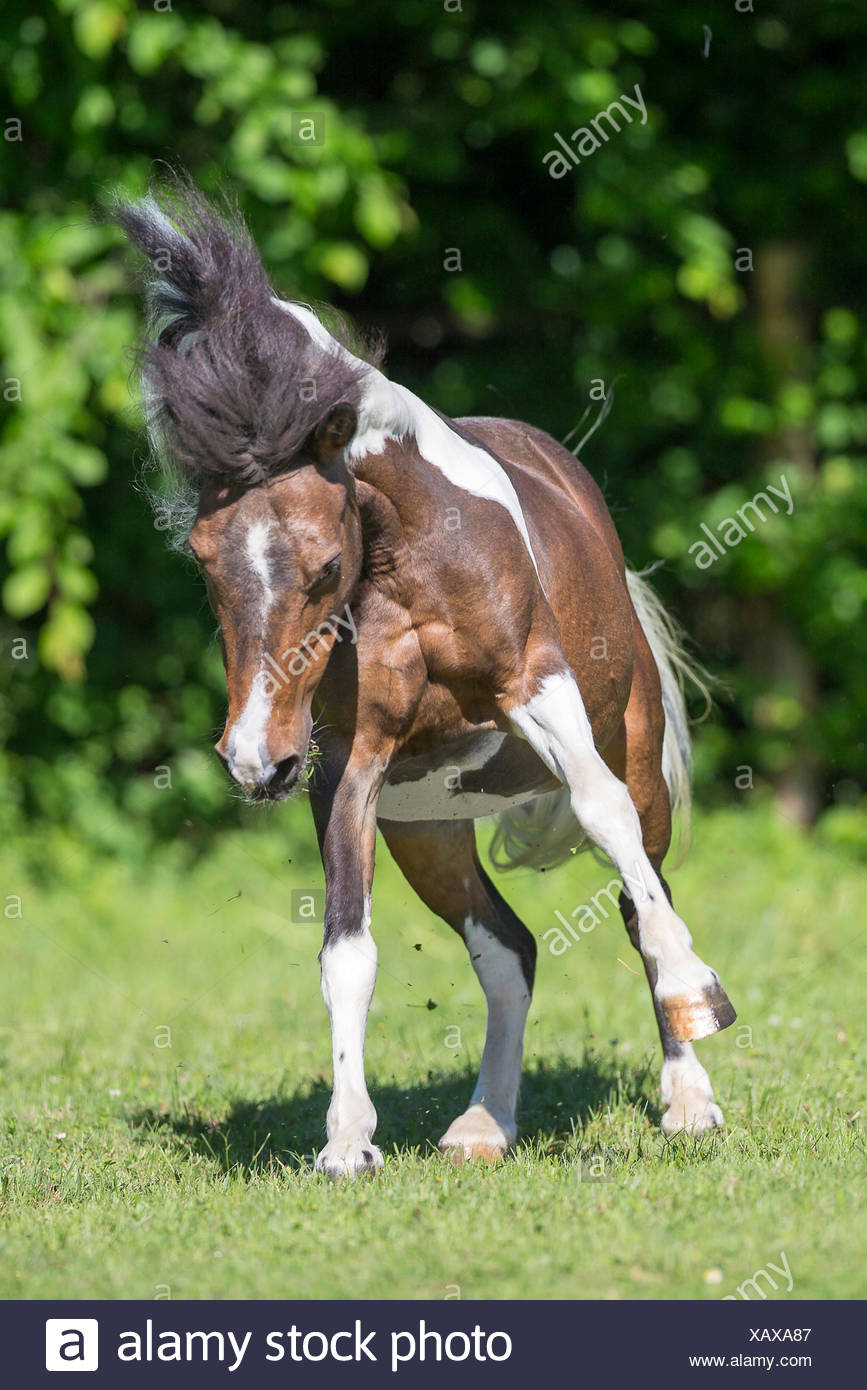 Bucking Pony Stock Photos & Bucking Pony Stock Images - Alamy