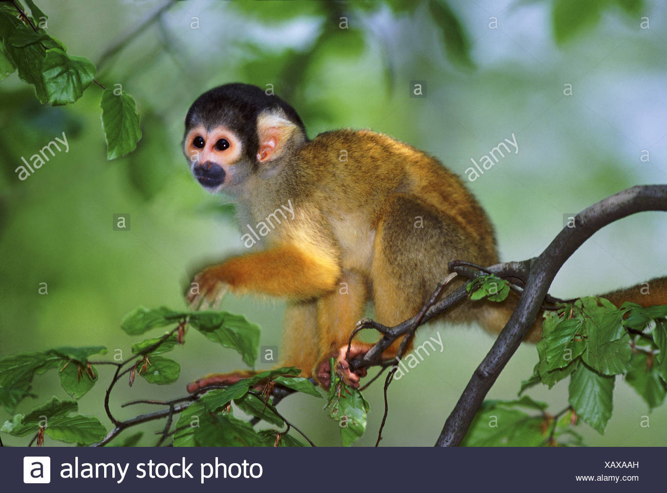 South America Monkey High Resolution Stock Photography and Images - Alamy