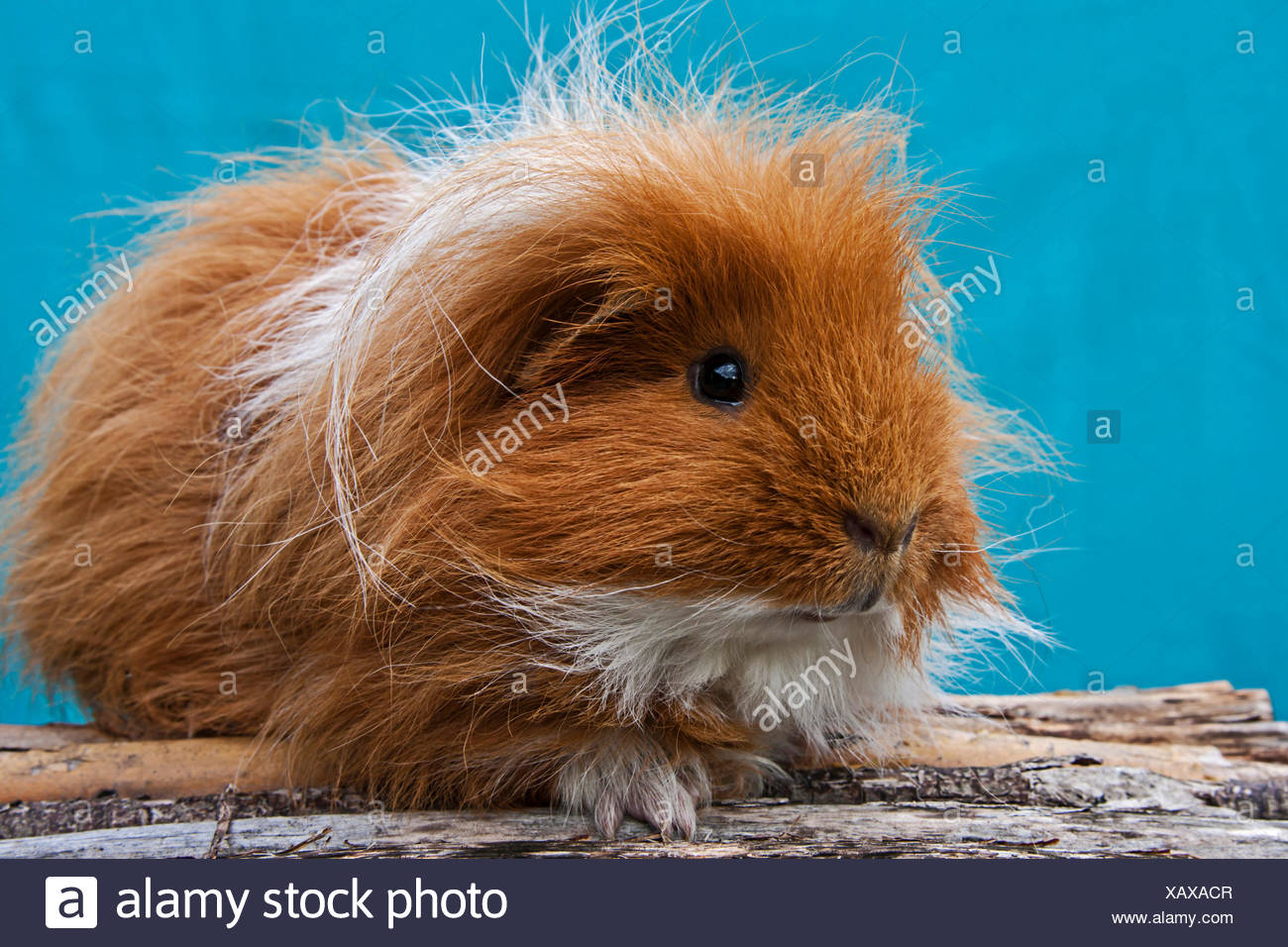 Two Tone Animal High Resolution Stock Photography and Images - Alamy