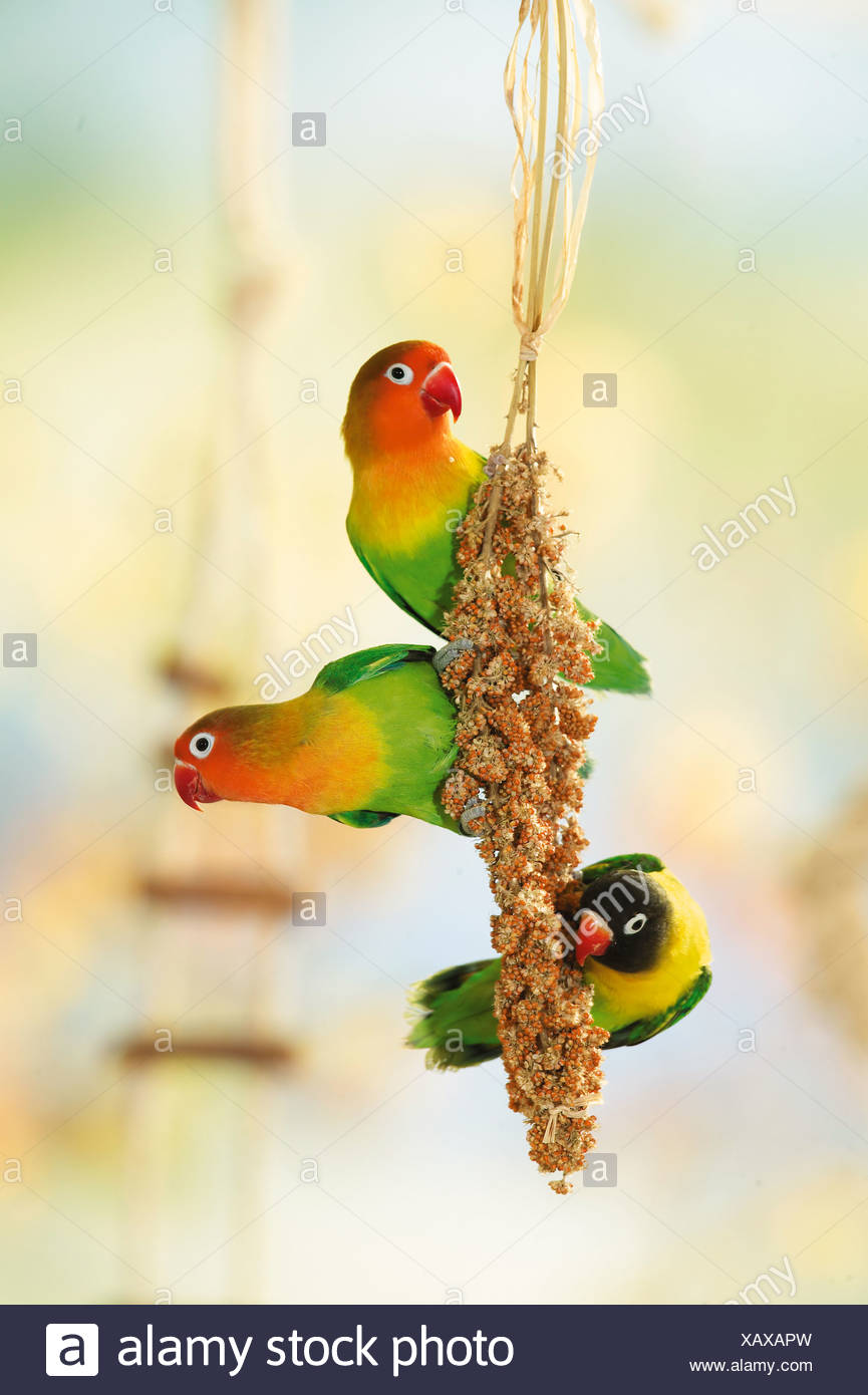 Two Different Animals High Resolution Stock Photography and Images - Alamy
