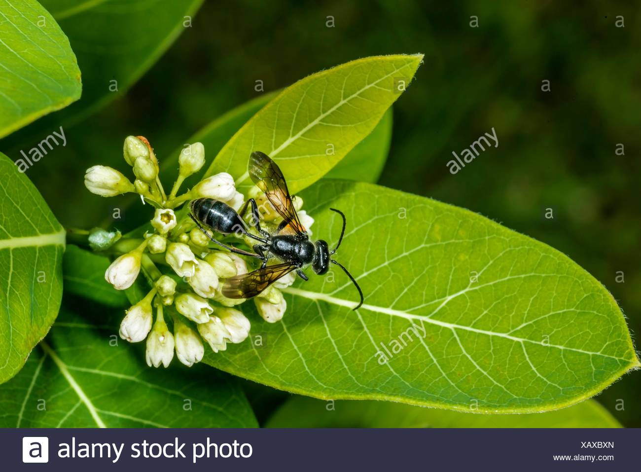 Blue Mud Dauber High Resolution Stock Photography and Images - Alamy
