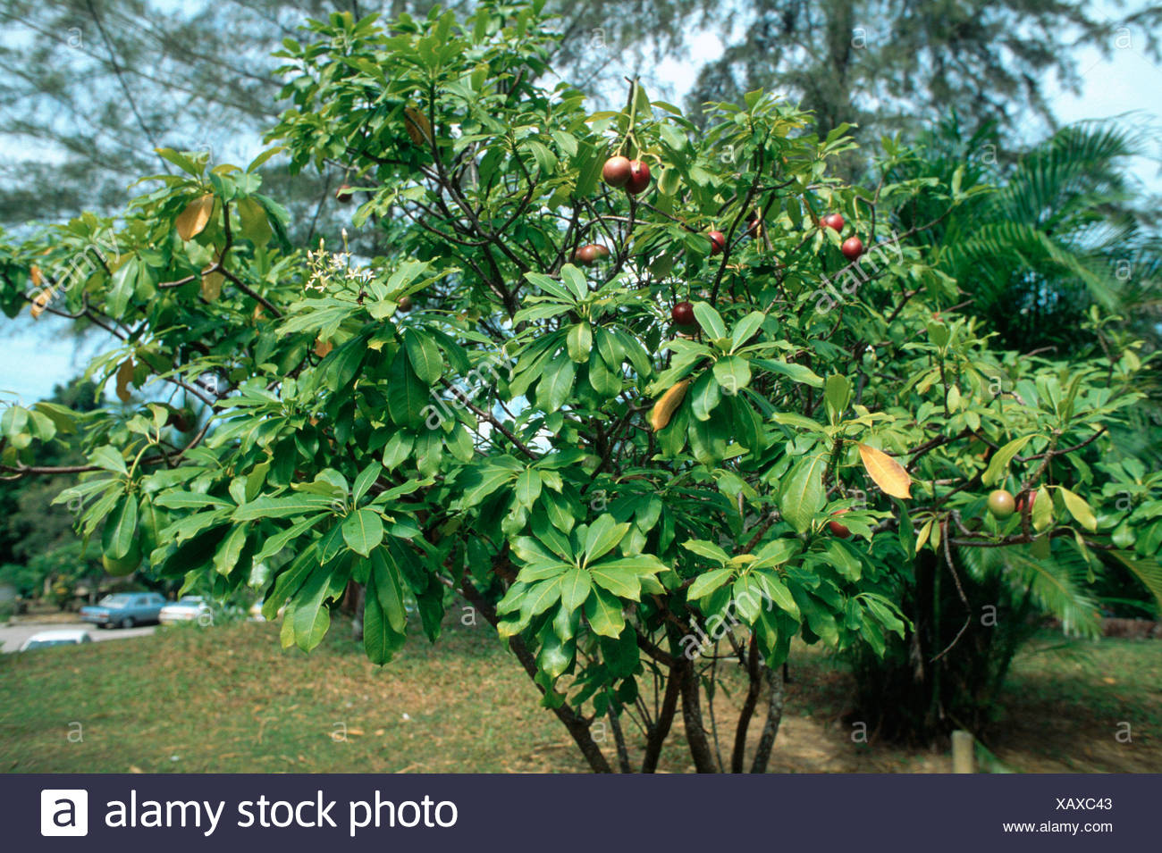 Grey Milkwood Stock Photos & Grey Milkwood Stock Images - Alamy