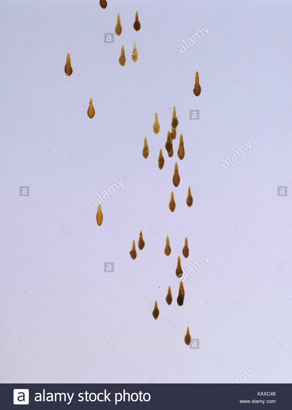 Household Flies High Resolution Stock Photography and Images - Alamy