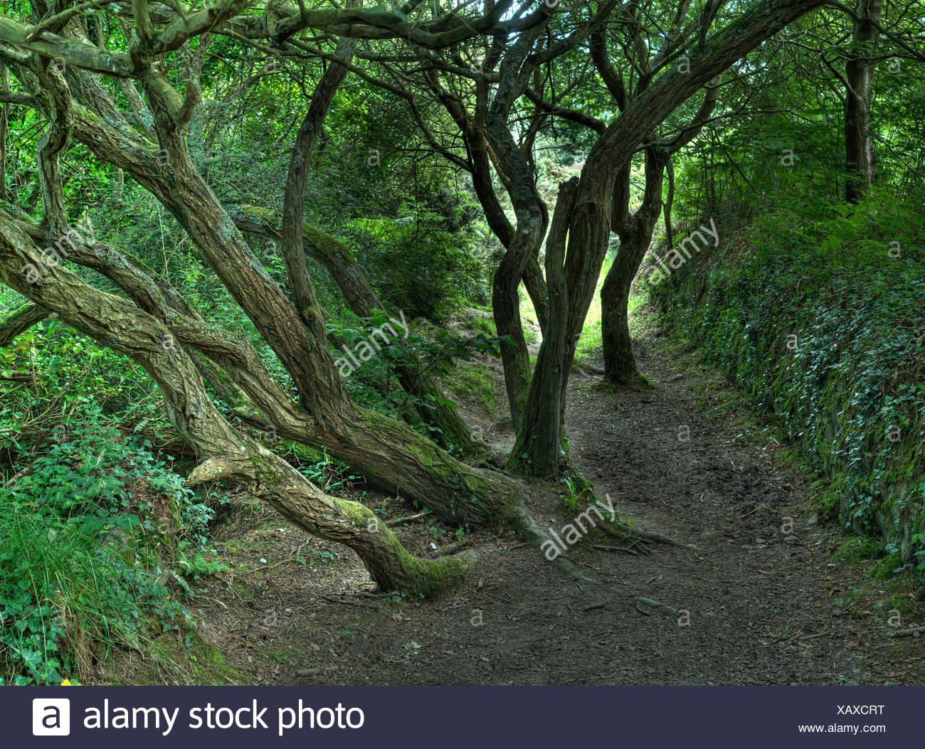 Overgrown Path High Resolution Stock Photography and Images - Alamy