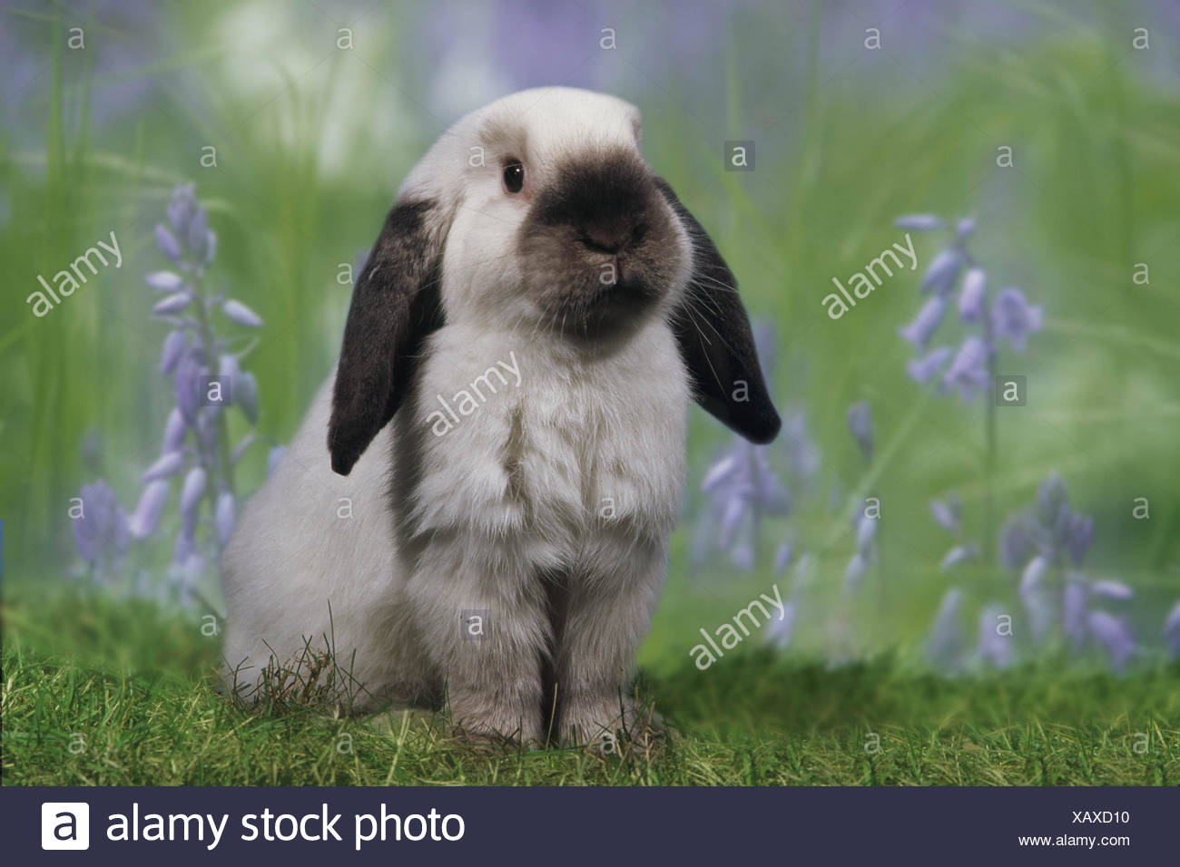 Lop Eared Rabbit High Resolution Stock Photography and Images - Alamy