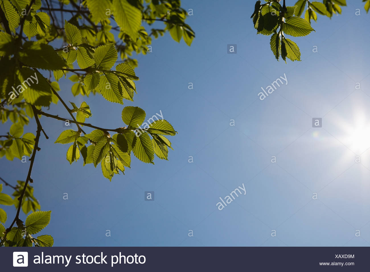 Sunlight And Leaves High Resolution Stock Photography and Images - Alamy