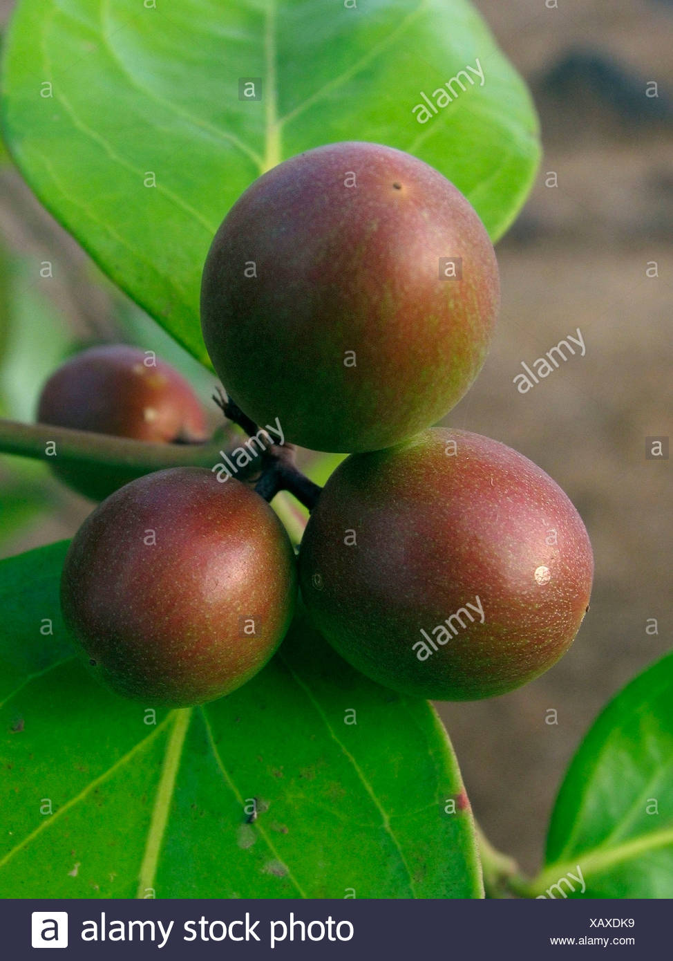 Karwanda Stock Photos & Karwanda Stock Images - Alamy