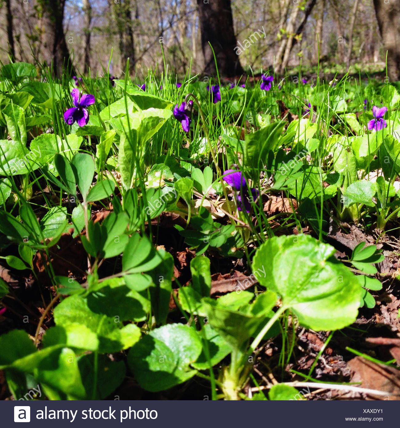 Wild Violets High Resolution Stock Photography and Images - Alamy