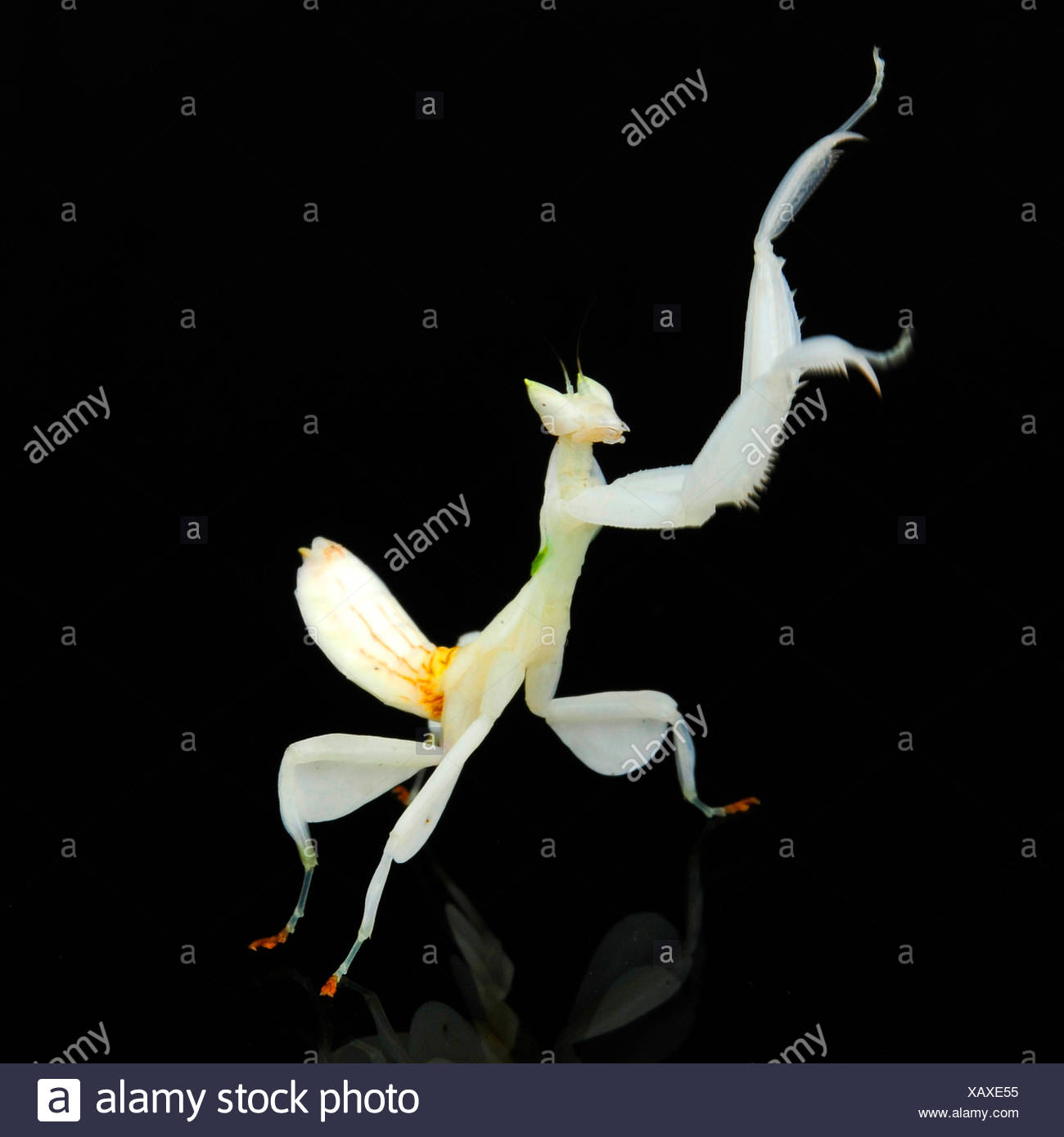 Pink And White Flower Mantis High Resolution Stock Photography and ...