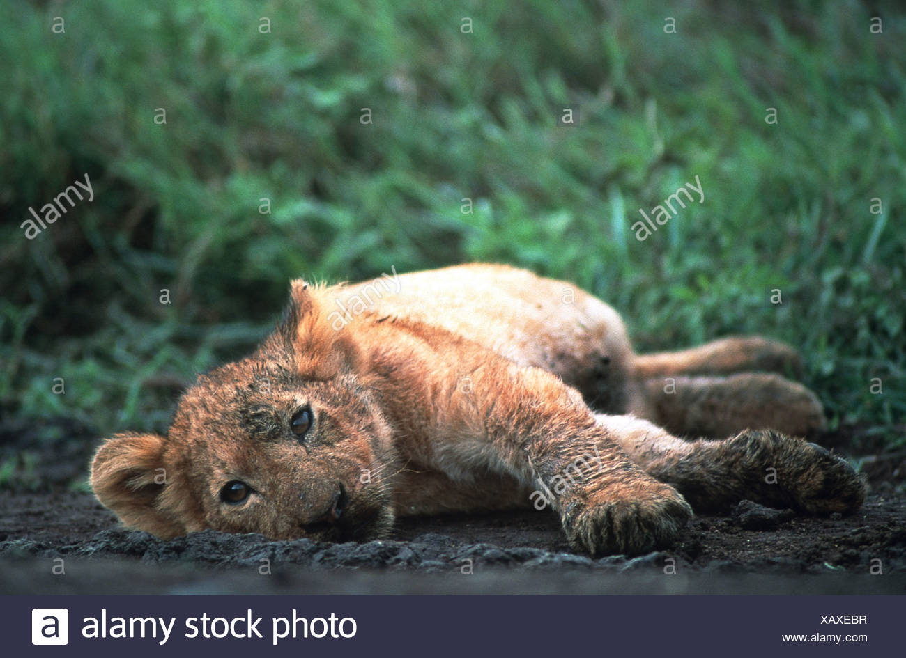 Lion Lying In The Mud High Resolution Stock Photography and Images - Alamy