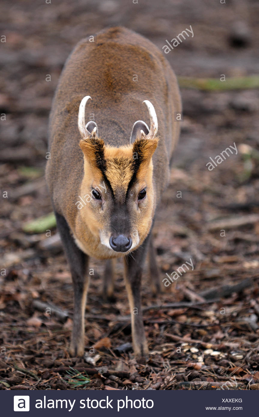 Muntiacus Reevesi Stock Photos & Muntiacus Reevesi Stock Images - Alamy