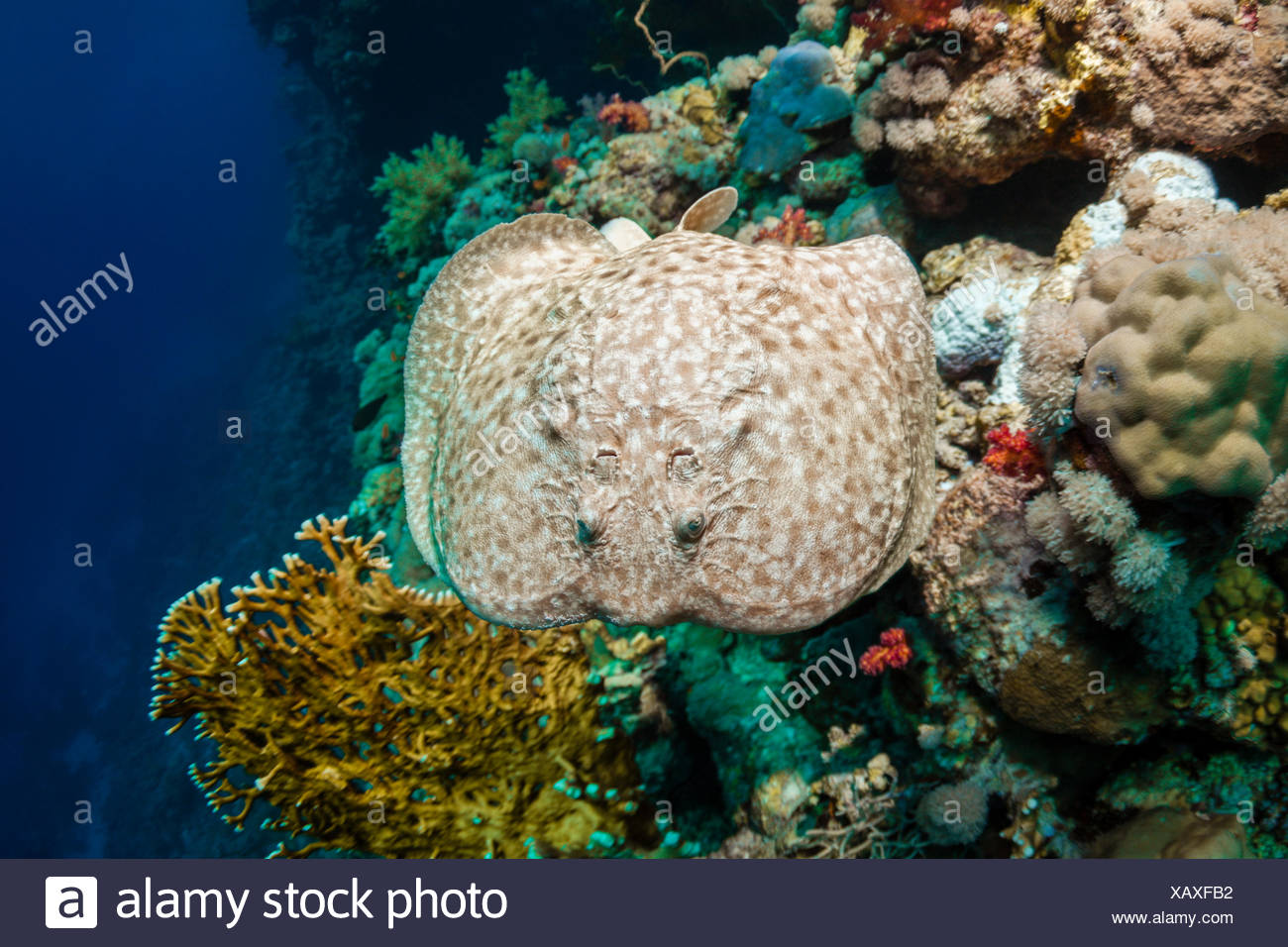 Torpedo Torpedo High Resolution Stock Photography and Images - Alamy