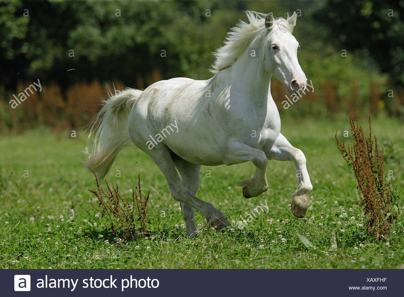 Irish Cob High Resolution Stock Photography and Images - Alamy