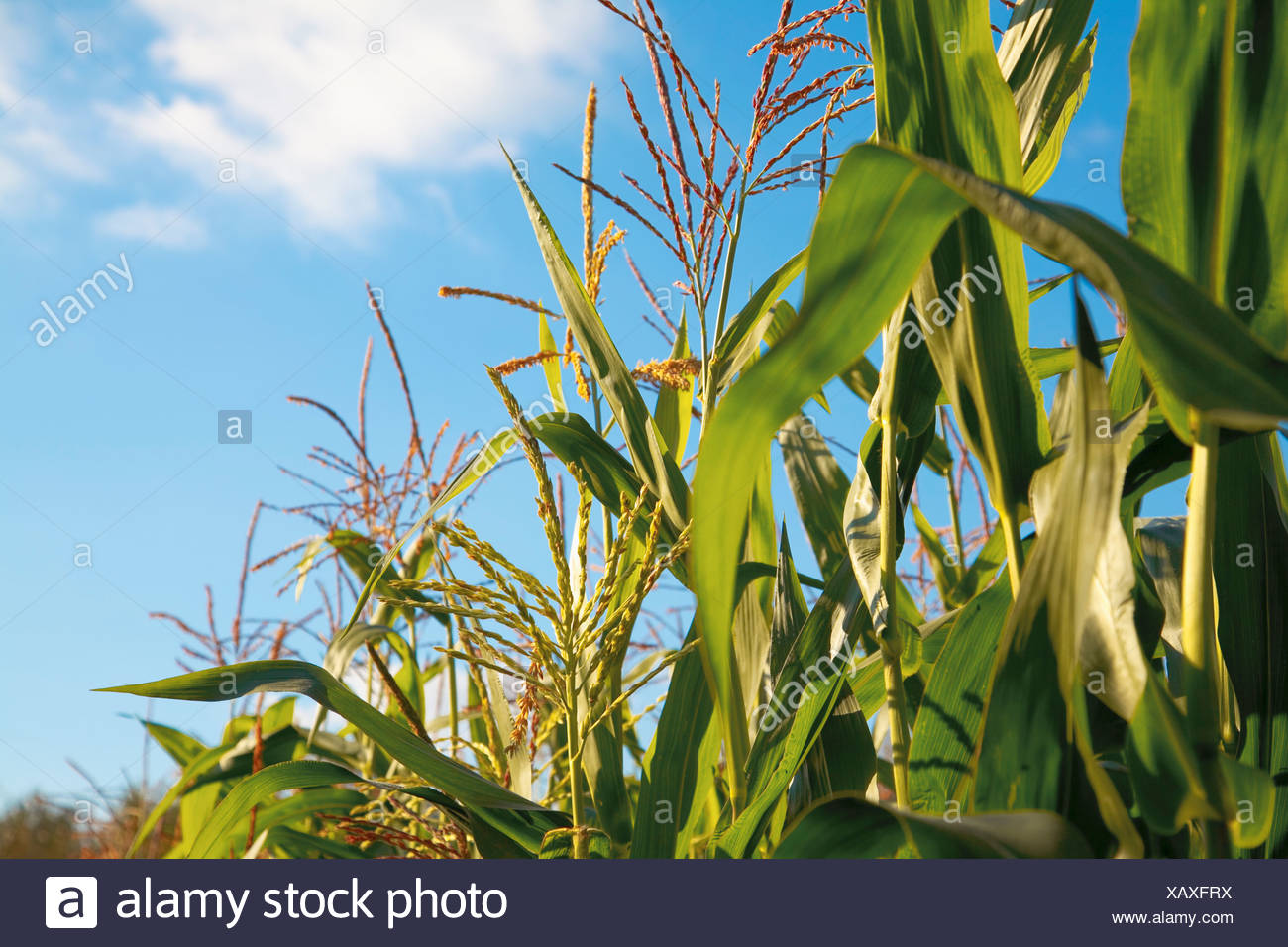 Crop Farming Corn High Resolution Stock Photography and Images - Alamy