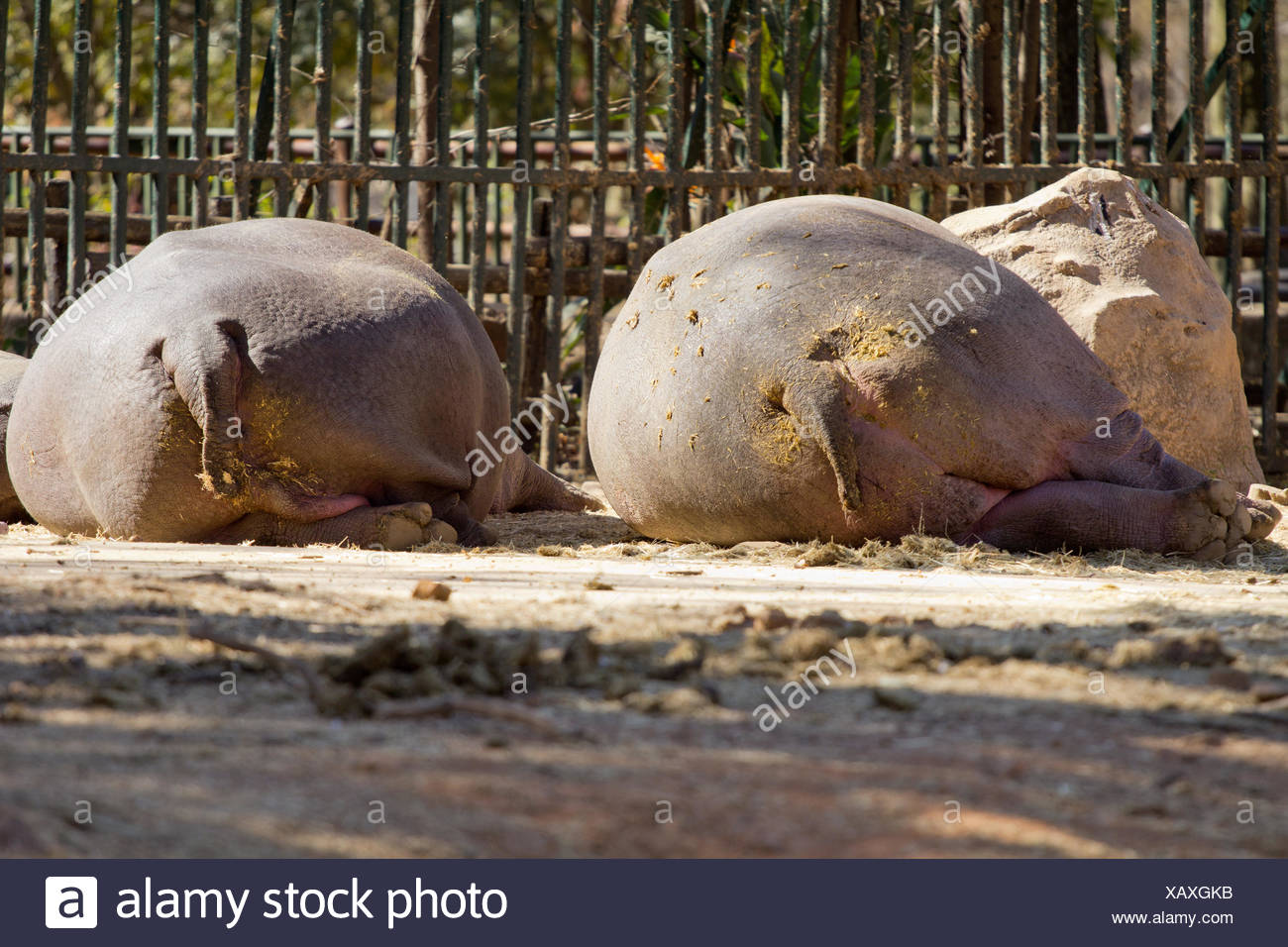 Side View Of Hippo Stock Photos & Side View Of Hippo Stock Images - Alamy