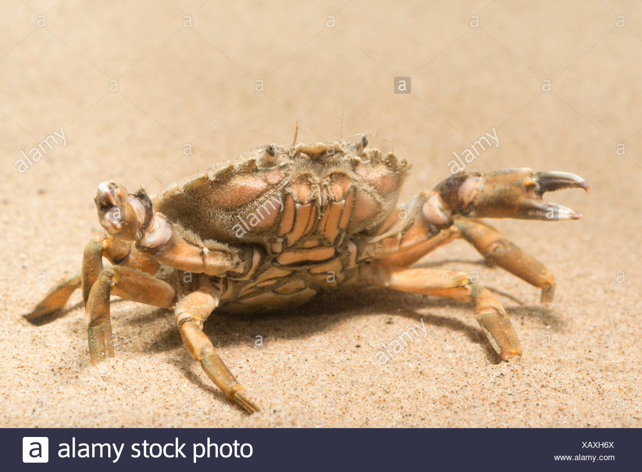 Defensive Behaviour High Resolution Stock Photography and Images - Alamy