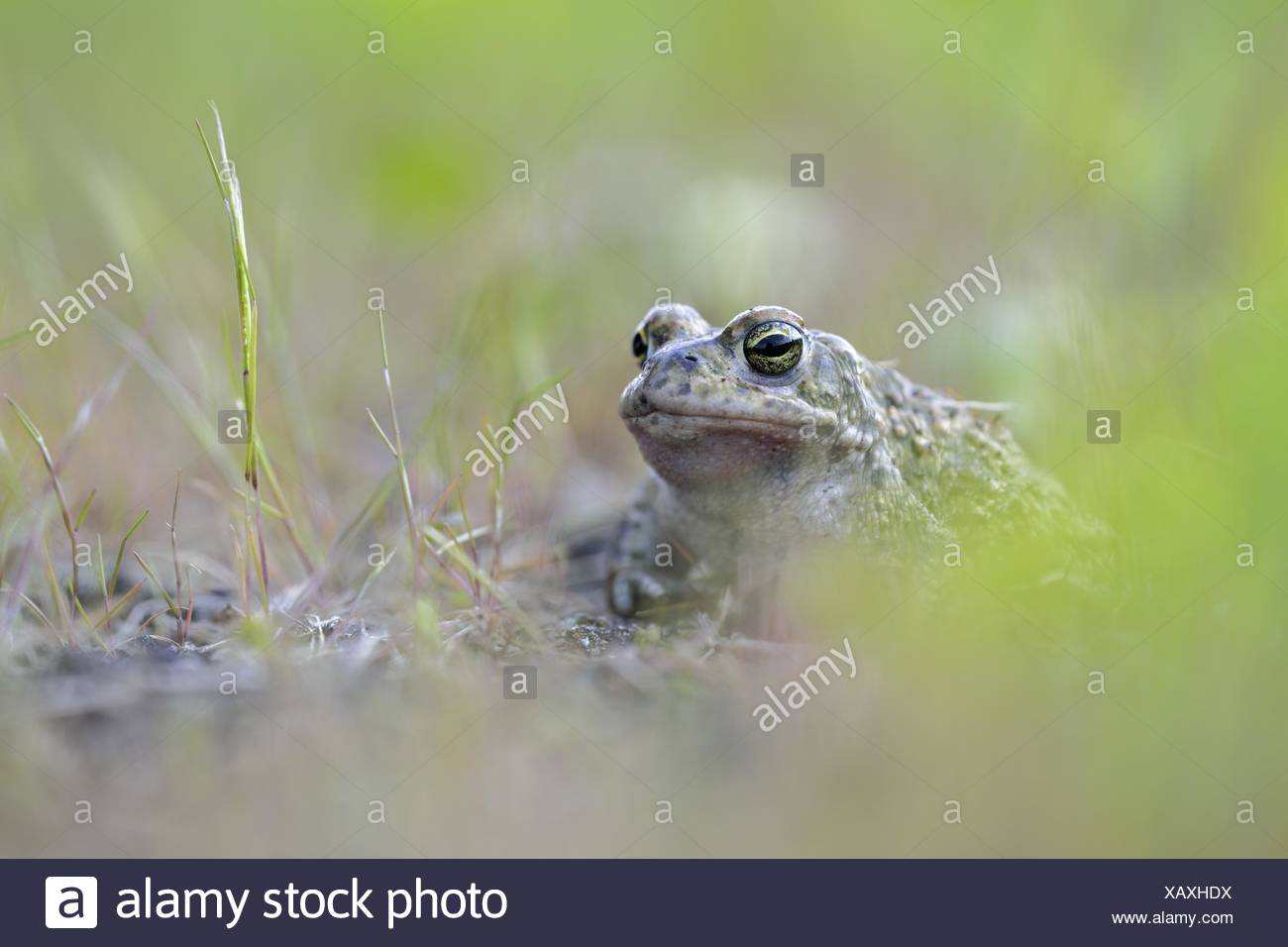 Natterjack Toads High Resolution Stock Photography and Images - Alamy