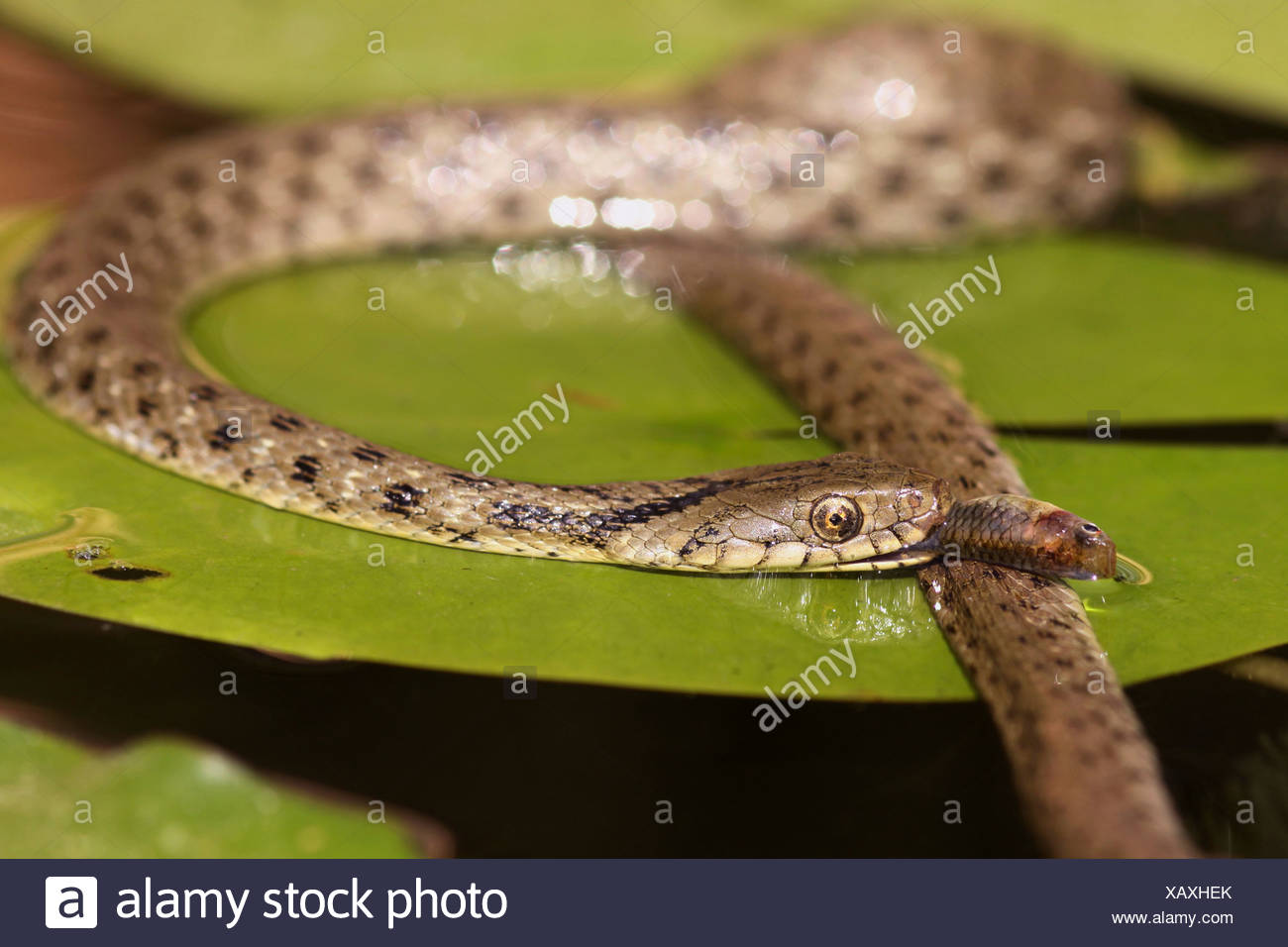 Snakes Eating Fish High Resolution Stock Photography and Images - Alamy