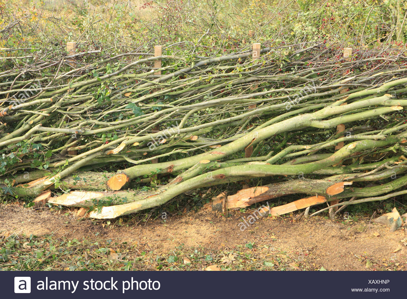 Layered Hedging High Resolution Stock Photography and Images - Alamy