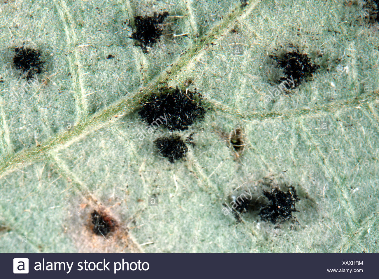 Bramble Disease High Resolution Stock Photography and Images - Alamy