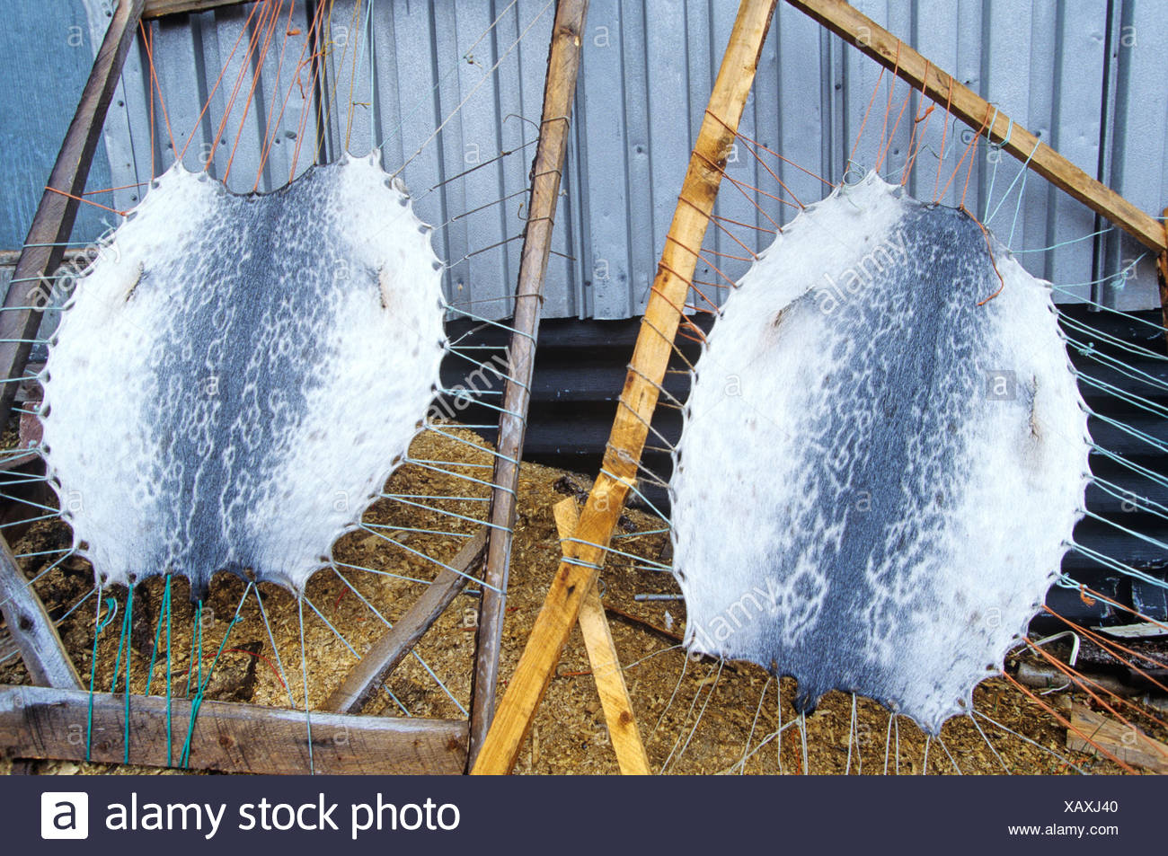 Canada Seal Hunt High Resolution Stock Photography and Images - Alamy
