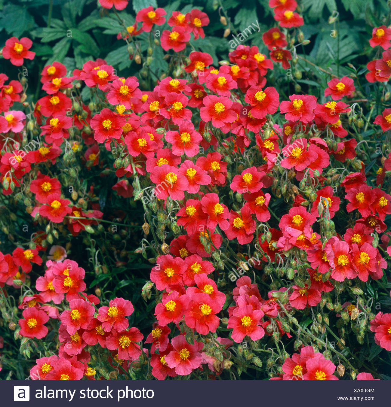 Helianthemum High Resolution Stock Photography and Images - Alamy
