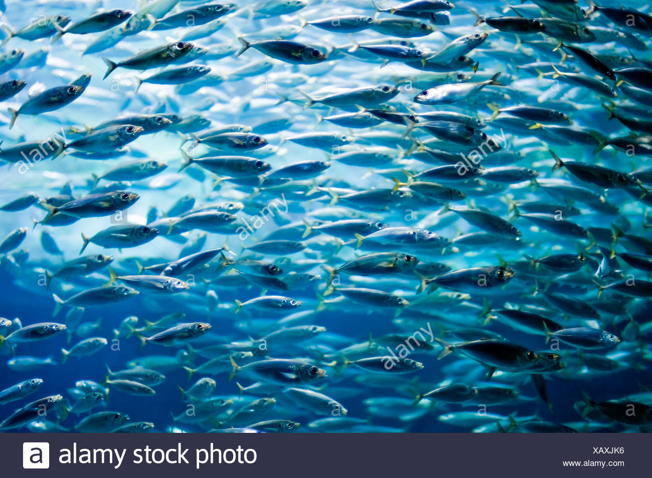 School Of Sardines High Resolution Stock Photography and Images - Alamy