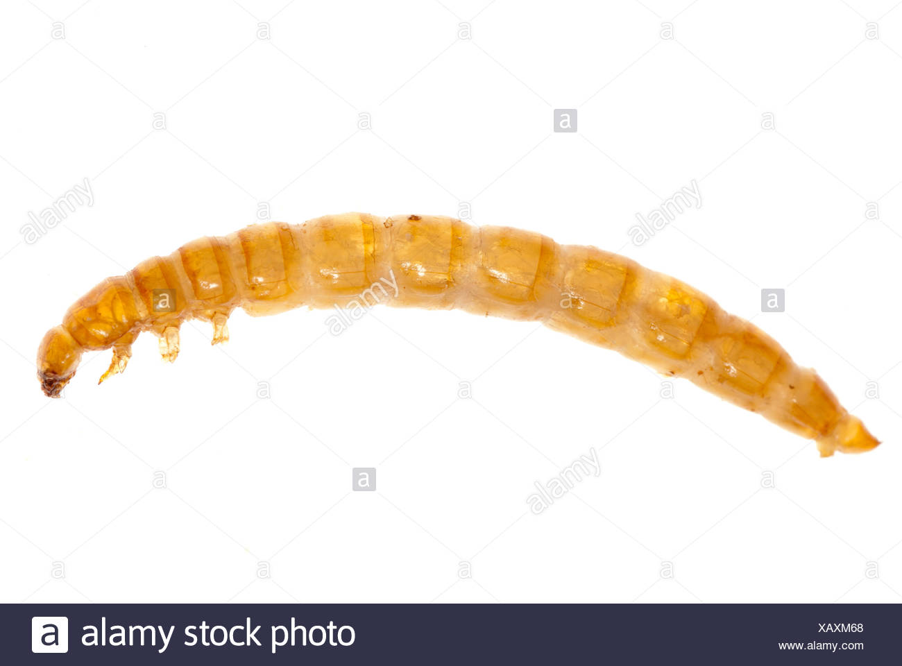 Larva Of The Flour Beetle High Resolution Stock Photography and Images ...