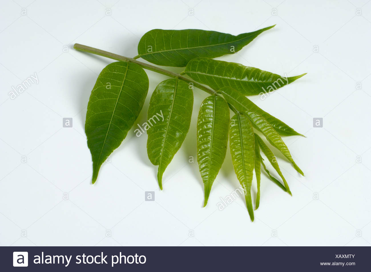 Toon Leaf High Resolution Stock Photography and Images - Alamy