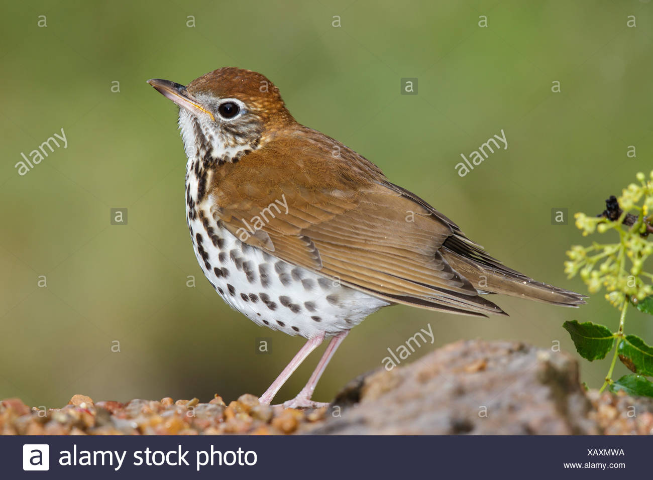 Wood Thrush Bird High Resolution Stock Photography and Images - Alamy