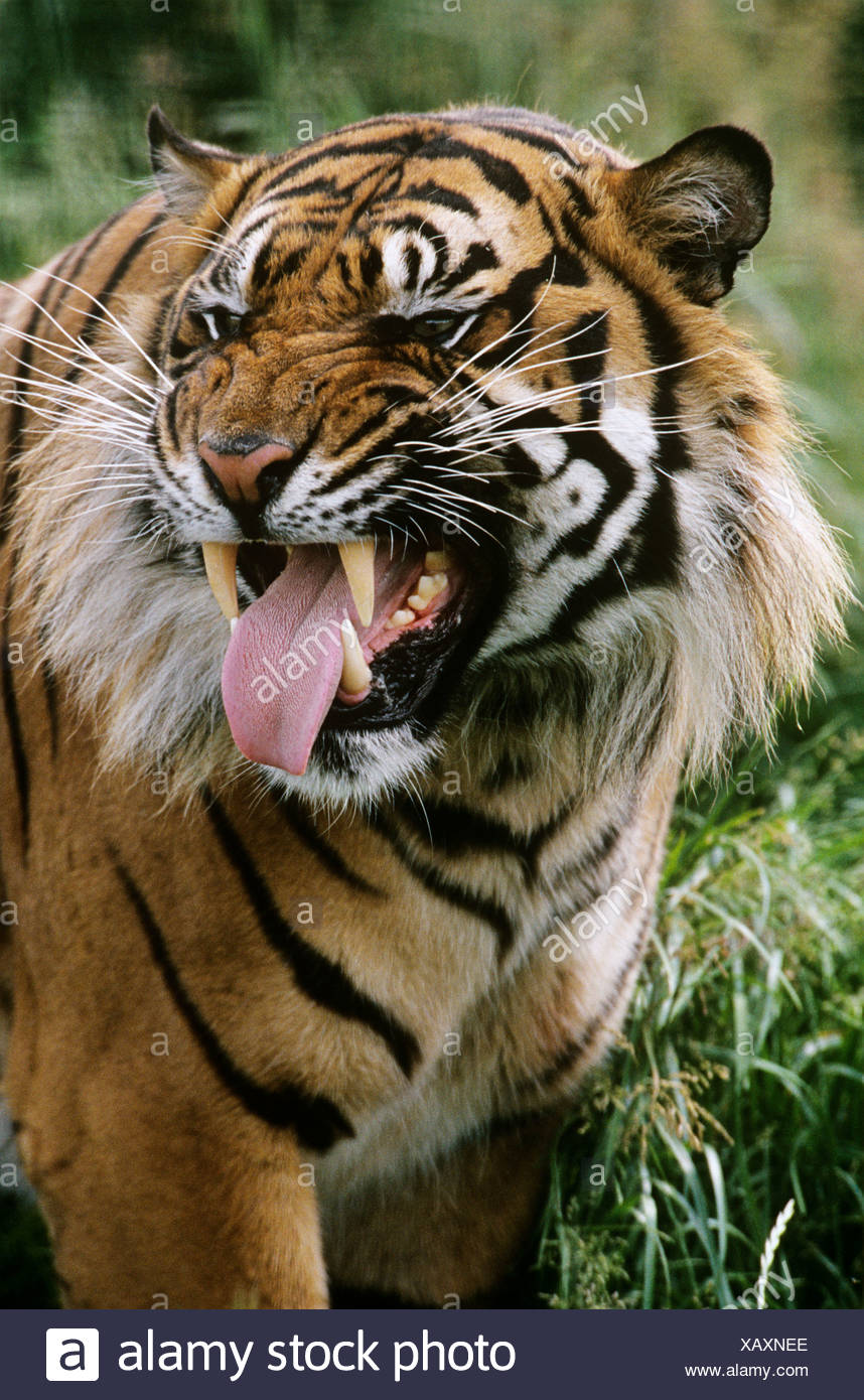 Tiger Growling High Resolution Stock Photography and Images - Alamy