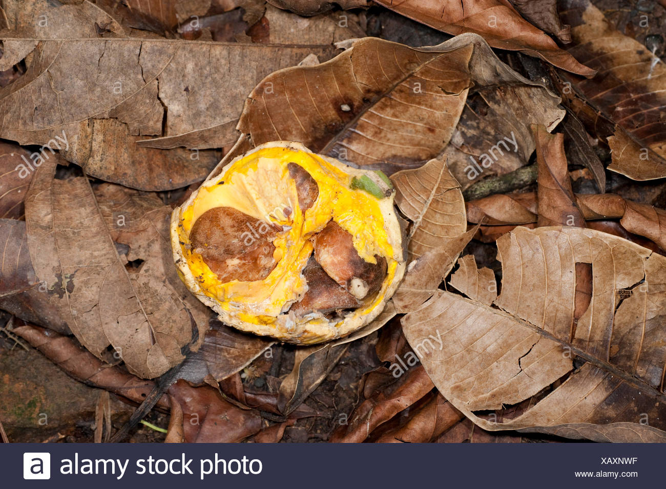 Seed Pod Open High Resolution Stock Photography and Images - Alamy