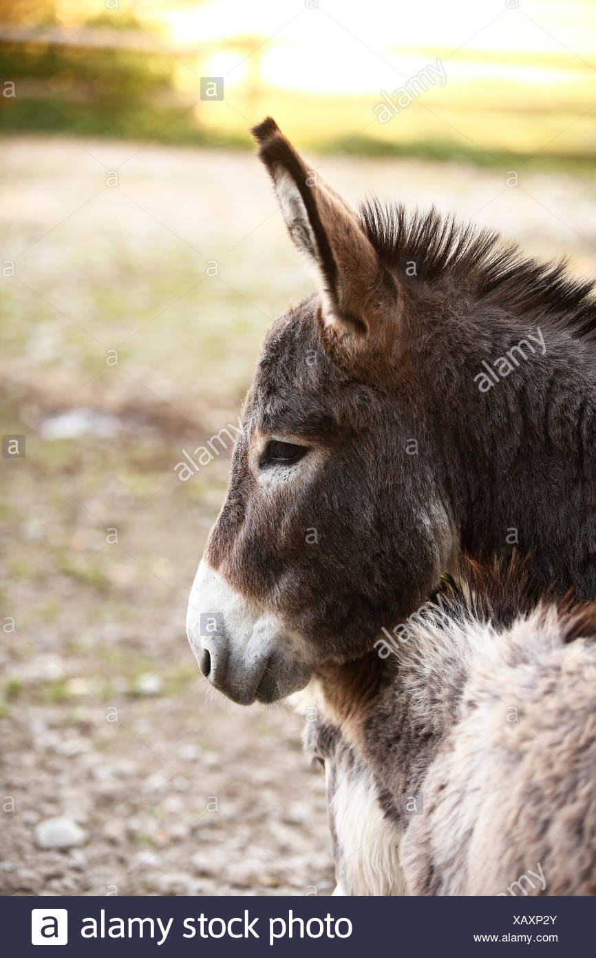 Donkey Cub Meadow Stock Photos & Donkey Cub Meadow Stock Images - Alamy