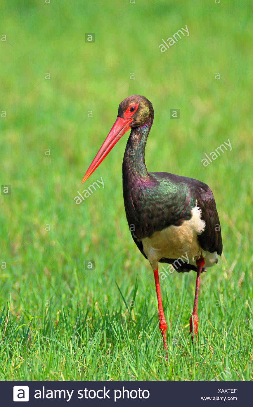 Black Swamp Birds High Resolution Stock Photography and Images - Alamy