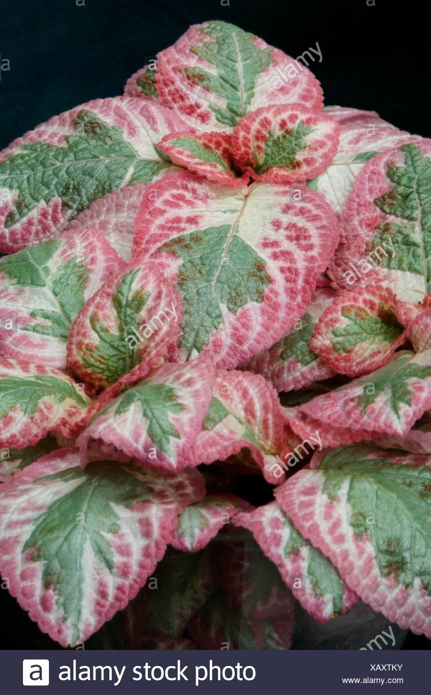 Episcia Cleopatra Variegated Houseplant Foliage 251832 251832 High ...