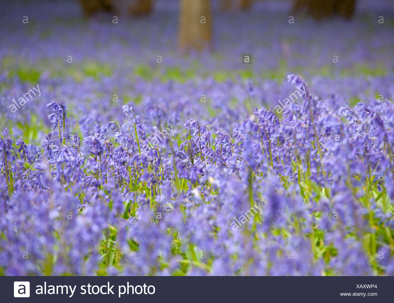 Bluebell Fields High Resolution Stock Photography and Images - Alamy
