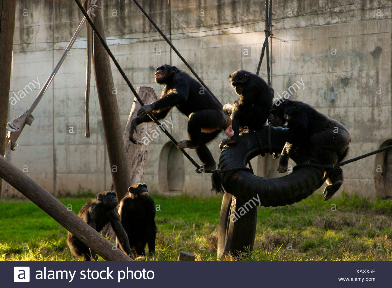 Chimps In Zoos High Resolution Stock Photography and Images - Alamy
