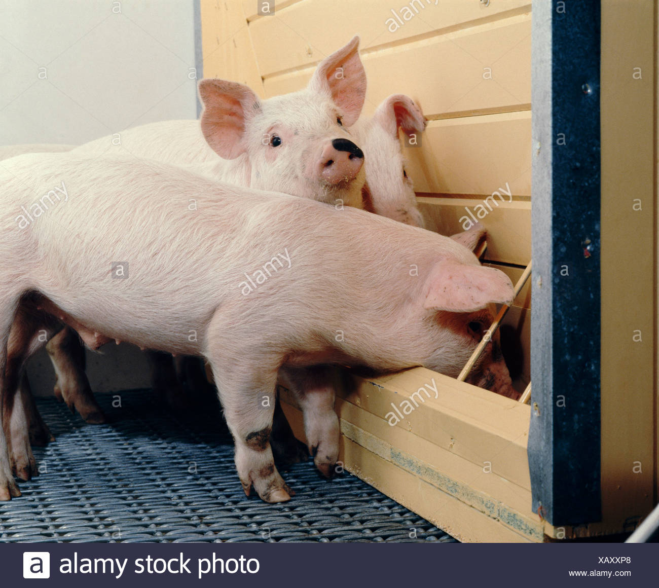 Hampshire Hog Stock Photos & Hampshire Hog Stock Images - Alamy