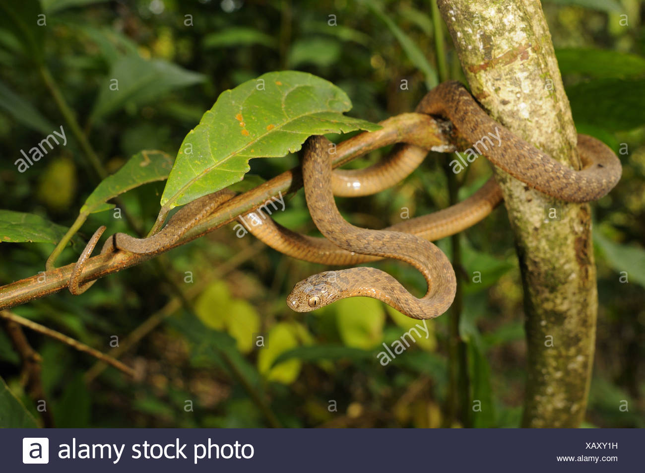 Congo Snakes High Resolution Stock Photography and Images - Alamy