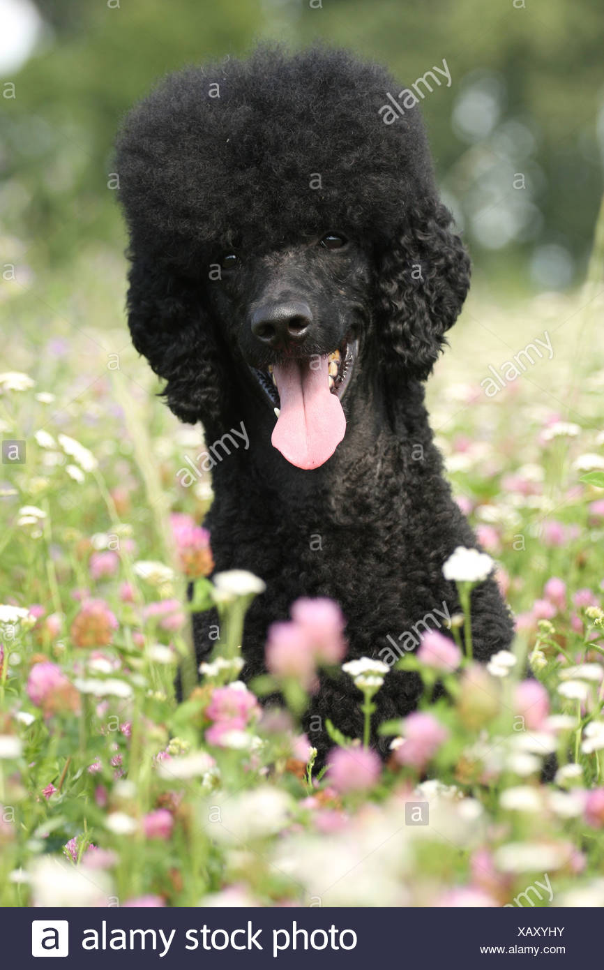 Black Giant Poodle Stock Photos & Black Giant Poodle Stock Images - Alamy
