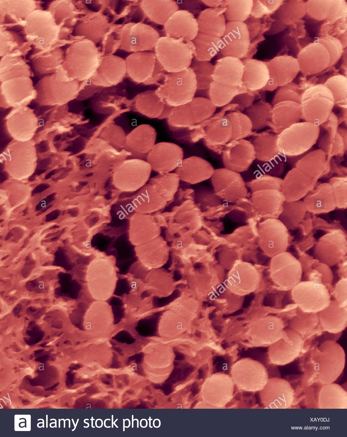 Anaerobic Bacteria Stock Photos & Anaerobic Bacteria Stock Images - Alamy