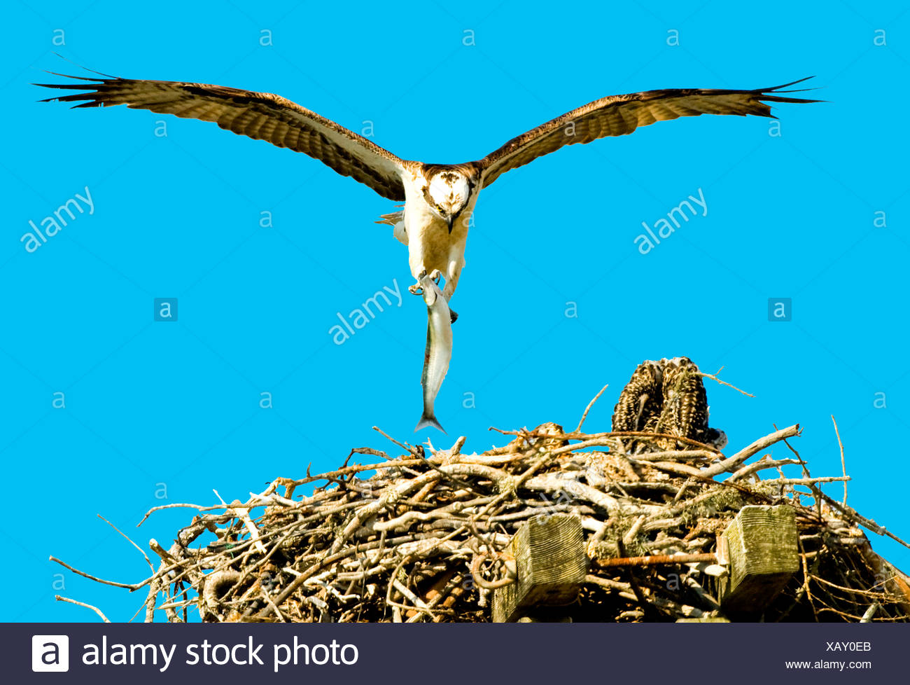 Flying With Fish S High Resolution Stock Photography and Images - Alamy