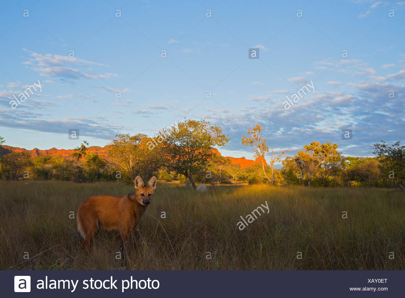 Brazil Maned Wolf High Resolution Stock Photography and Images - Alamy